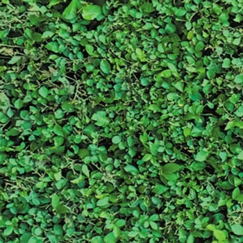 BUZZISKIN PRINTED (BSK) Surface | Haworth